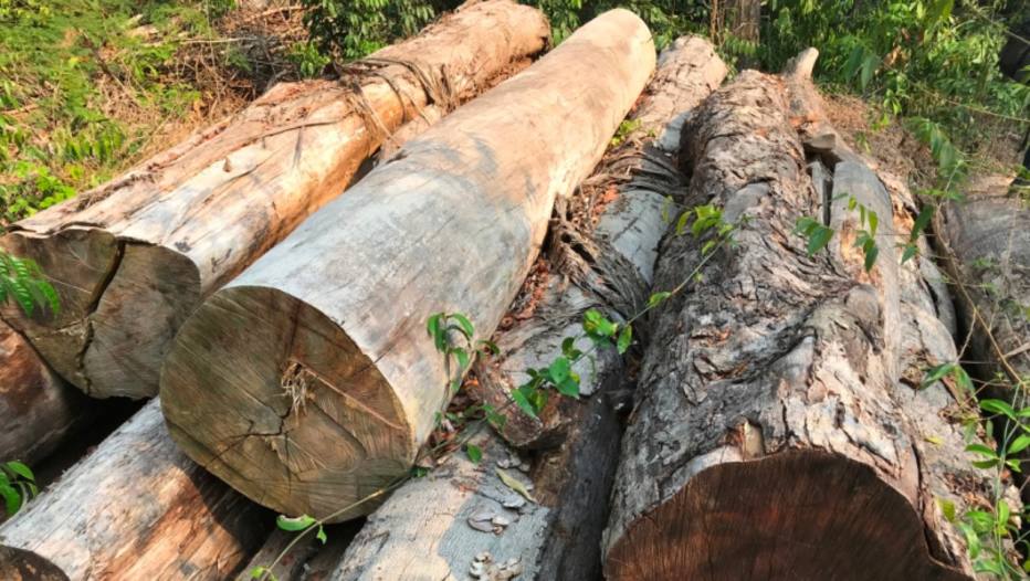 Cresce a exploração de madeira nos três estados da Amazônia - Goiás Notícia
